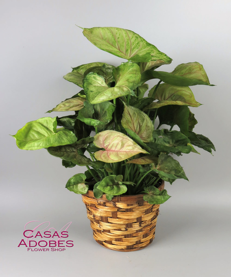 Nephthytis & Green Plant Delivery | Tucson AZ Florist